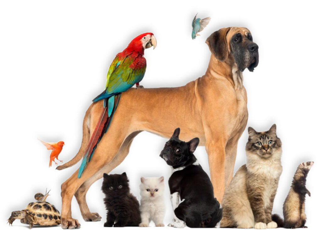 Home | Animal Nonprofit Organization